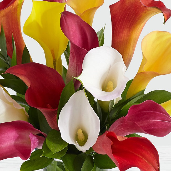 Assorted Mini Calla Lilies