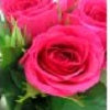 Pink Rose Bunch - FWR